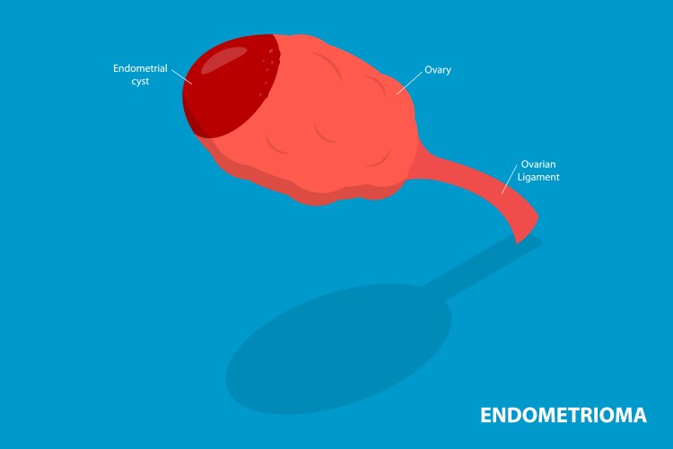 Endometrial Vector Images (over 490)