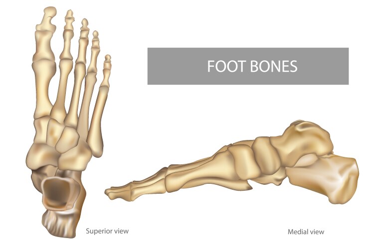 Anatomy and structure of the scapula bone Vector Image