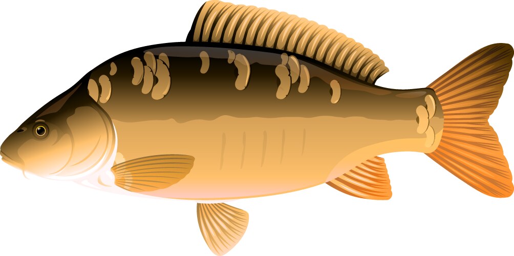 Carp Vector Images (over 11,000)