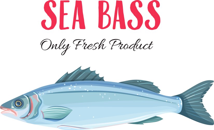 Sea bass fish Royalty Free Vector Image - VectorStock