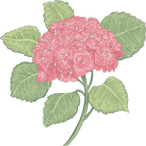 Hydrangea Vector Images (over 7,500)