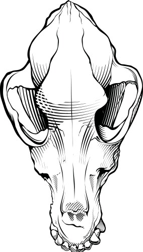 Dog skeleton veterinary Royalty Free Vector Image