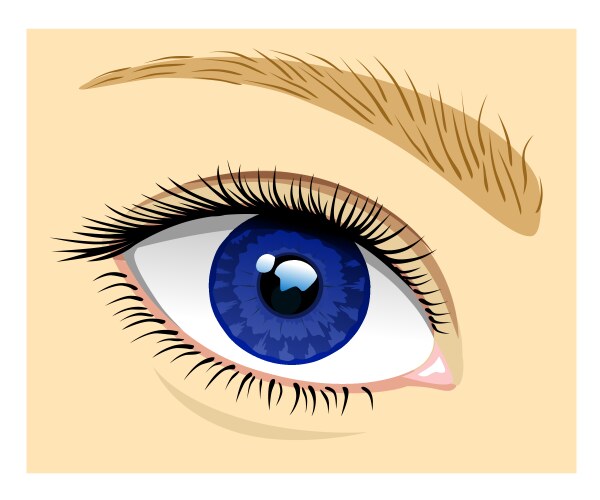 Human eye Royalty Free Vector Image - VectorStock