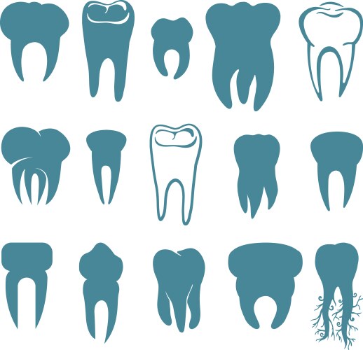 Human dentition teeth Royalty Free Vector Image