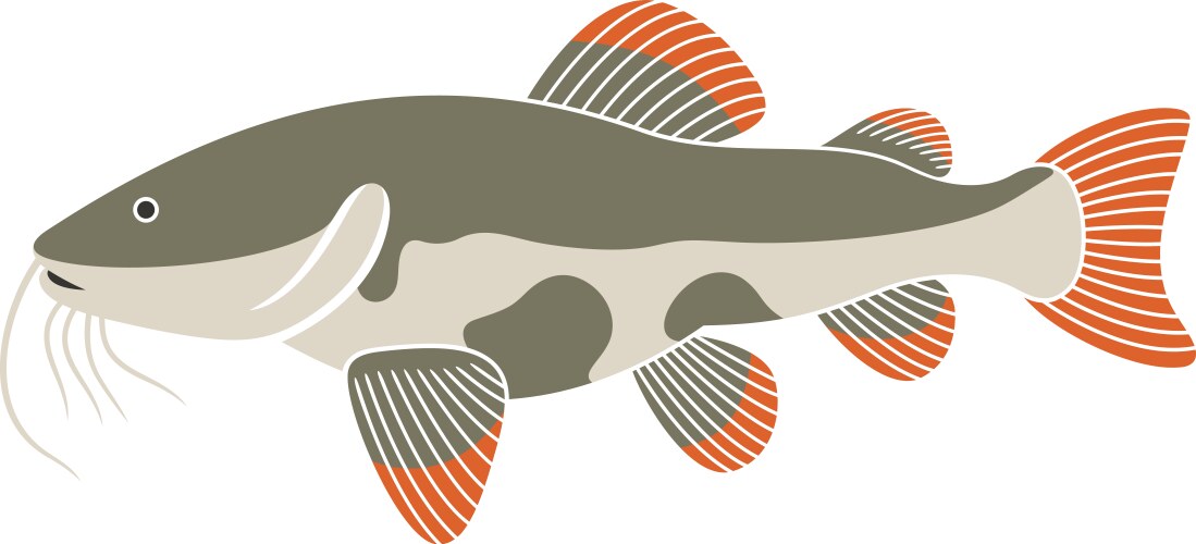 Redtail catfish Royalty Free Vector Image - VectorStock