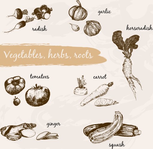 Vegetables herb and roots Royalty Free Vector Image