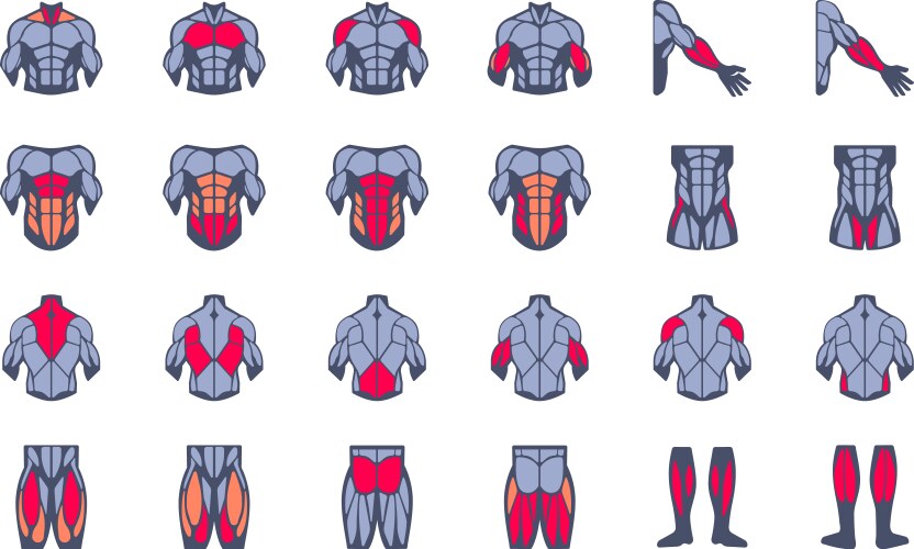 Muscles Vector Images (over 140,000)