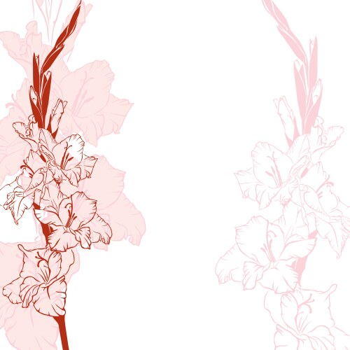 Gladiolus Vector Images (over 640)