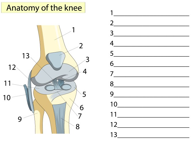Anatomy knee joint cross section showing Vector Image