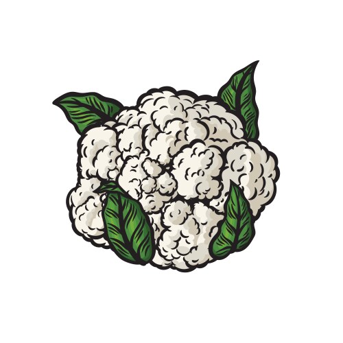 Cauliflower in line drawing style Royalty Free Vector Image