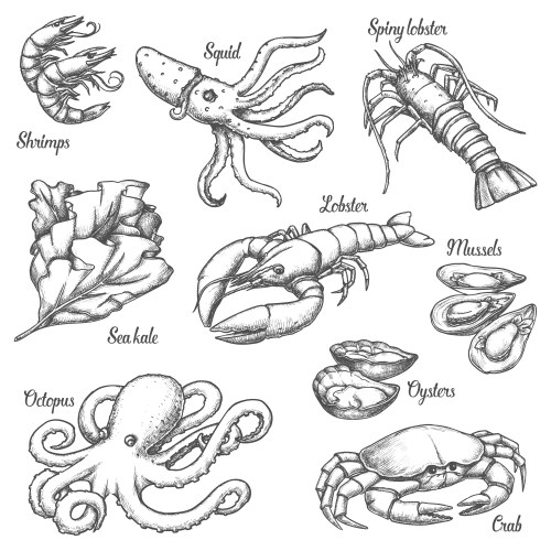 Sketch seafood lobster shellfish fish shrimp Vector Image