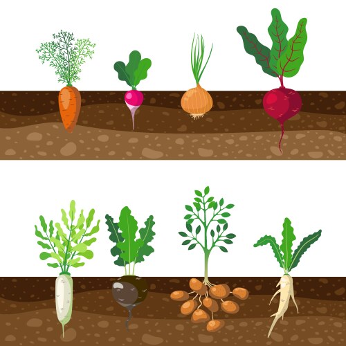 Roots vegetables garden growing cards Royalty Free Vector