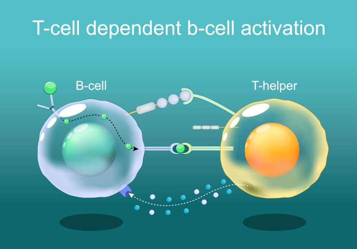 T Cell Activation Vector Images (41)