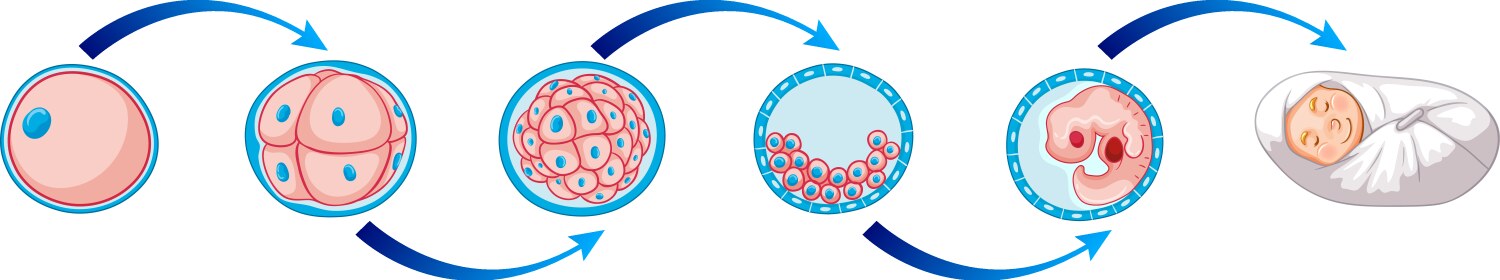 Diagram showing process of growing embryo Vector Image