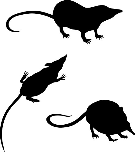 Tenrec silhouette Royalty Free Vector Image - VectorStock