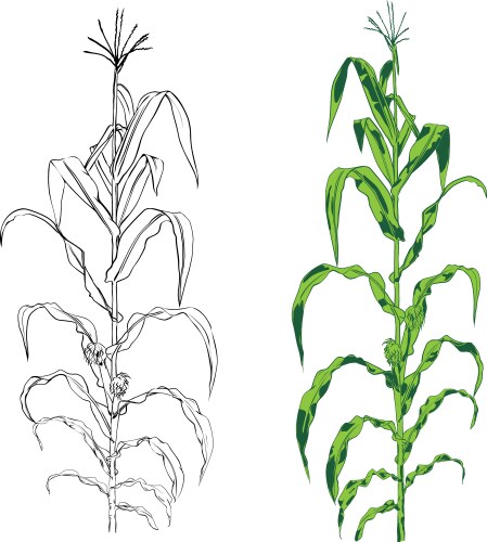 Cob Corn Outline Vector Images (over 1,600)