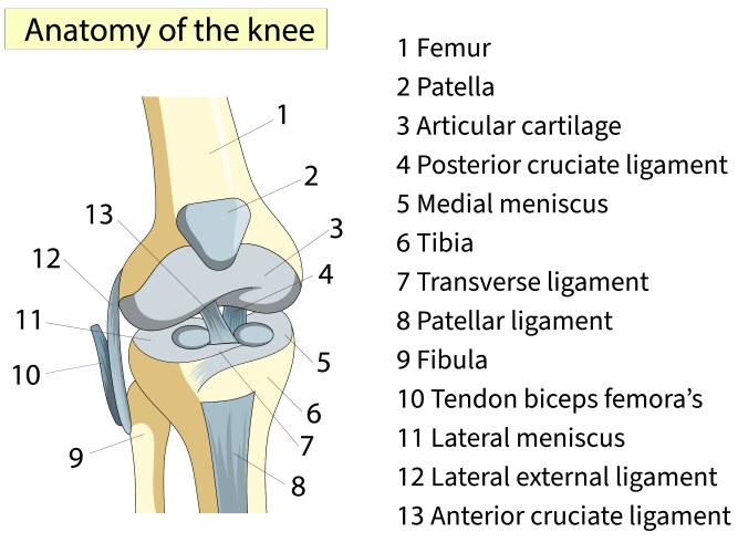 Anatomy knee joint cross section showing Vector Image