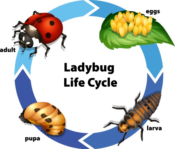 A ladybug life cycle Royalty Free Vector Image