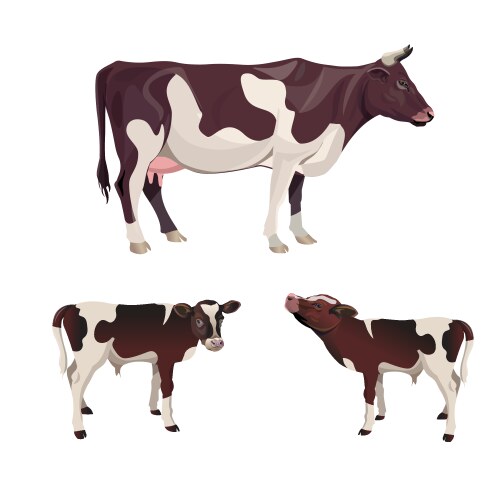 Calf cow Royalty Free Vector Image - VectorStock