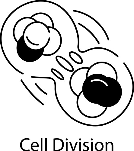 Cell division Royalty Free Vector Image - VectorStock