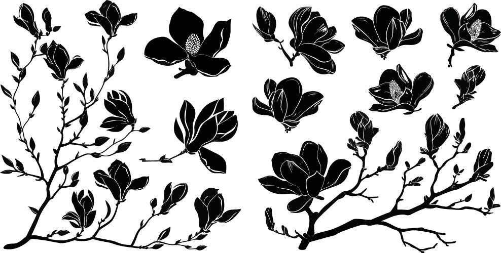 Magnolia Vector Images (over 7,500)