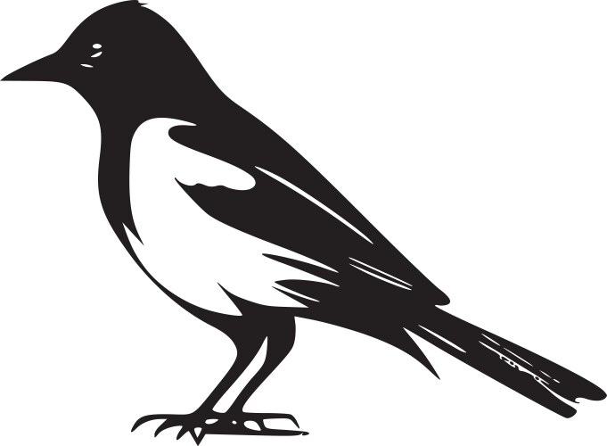 Magpie Vector Images (over 1,500)