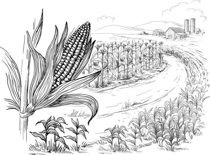 Cornfield Vector Images (over 2,900)