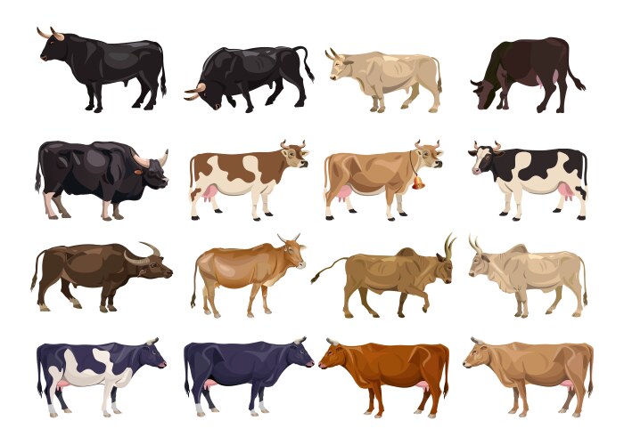 Calf cow Royalty Free Vector Image - VectorStock