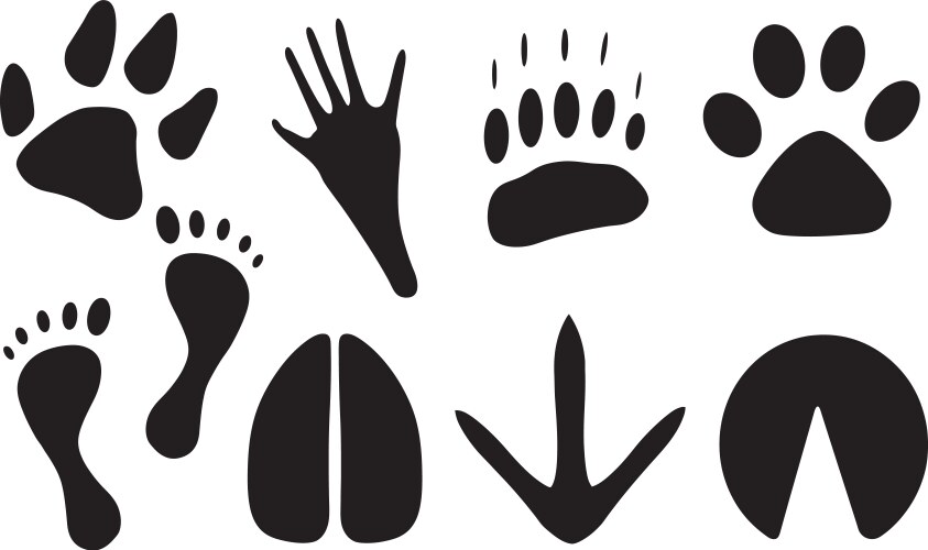 Duck Tracks Vector Images (über 940)