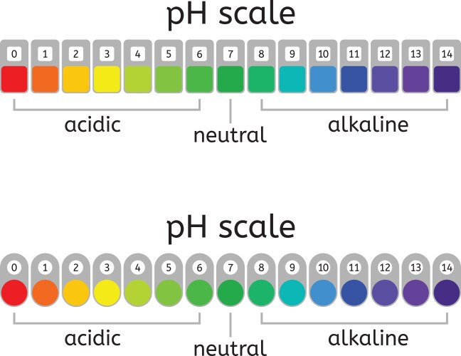 Ph scale universal indicator color chart Vector Image