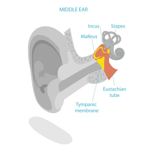 Human ear isolated Royalty Free Vector Image - VectorStock