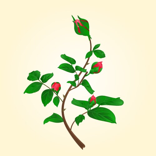 Realistic red rose on white background Royalty Free Vector