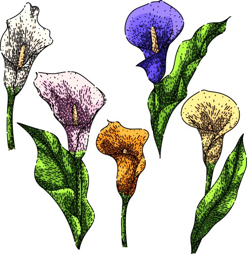 Calla Vector Images (over 2,800)