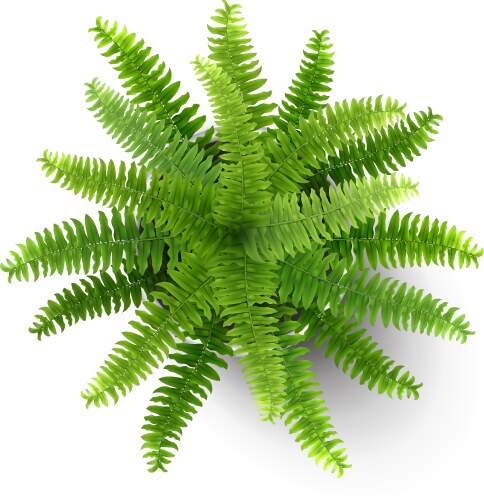 Indoor Plant Top View 10 Best Indoor House Planters And Plants That