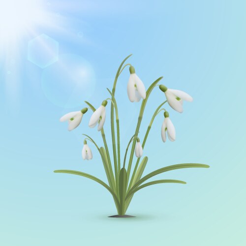 Snowdrop Vector Images (over 4,500)