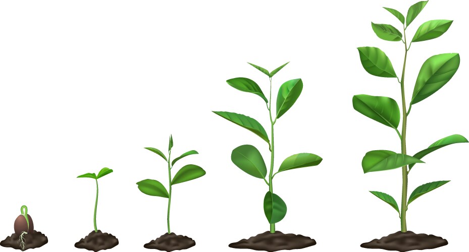 Phases plant growing Royalty Free Vector Image