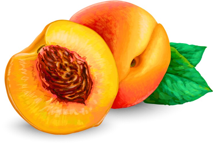 Peach Vector Images (over 38,000)