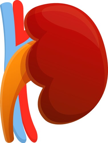Nephrons Nephron Human Vector Images (over 130)