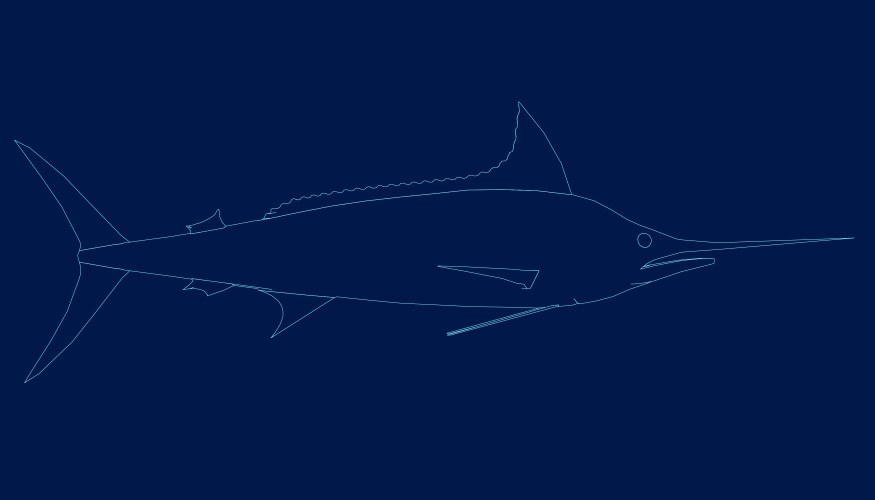 Outline marlin fish isolated on blue side view Vector Image