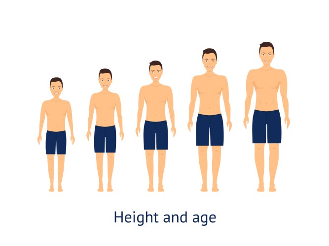 Human Growth Stages: Baby to Adult – Royalty-Free Vector | VectorStock