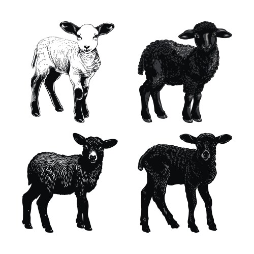 Lamb Vector Images (over 40,000)