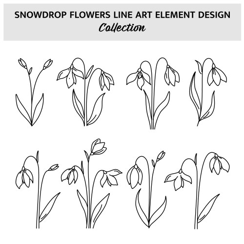 Snowdrop Line Drawing Vector Images (over 370)