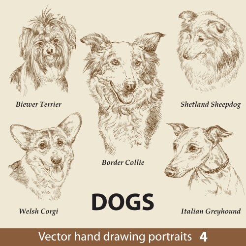 Set hand drawing dogs Royalty Free Vector Image