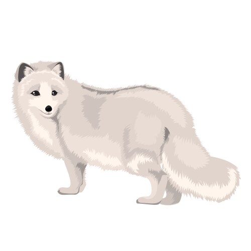 Arctic Fox Vector Images (over 1,100)