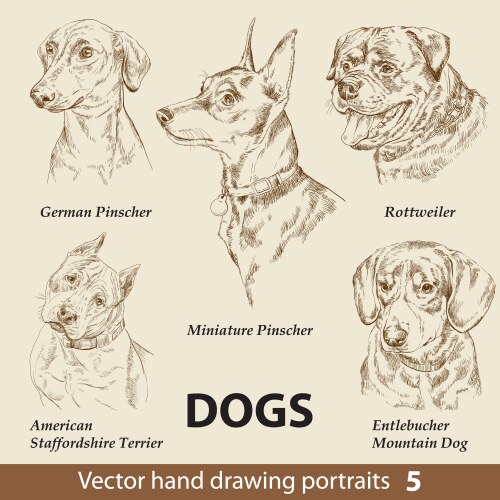 Set hand drawing dogs Royalty Free Vector Image
