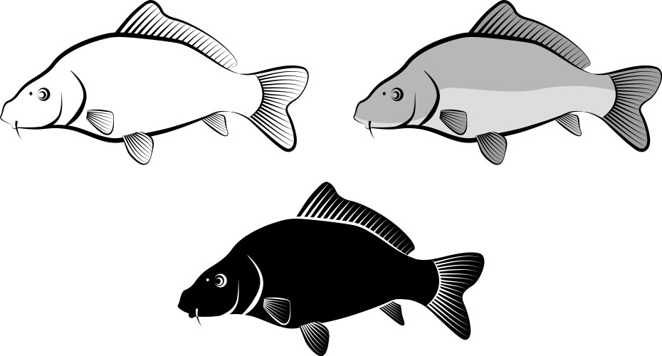 Carp drawing Royalty Free Vector Image - VectorStock