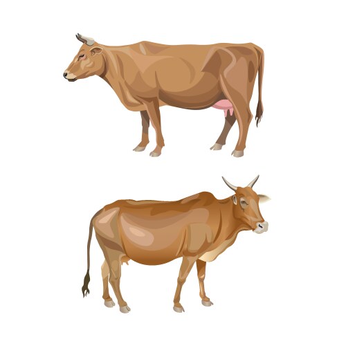 Cattle breeding set Royalty Free Vector Image - VectorStock