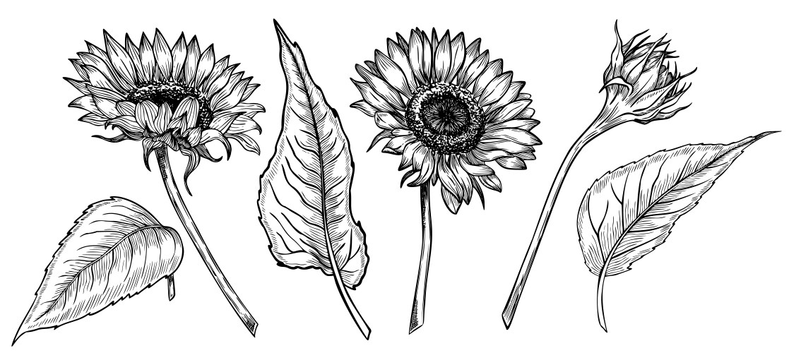 Sunflower Line Drawing Vector Images (over 7,900)
