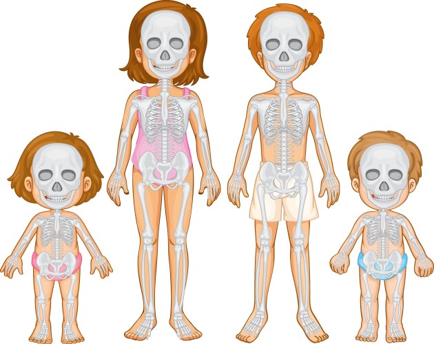 Human anatomy Royalty Free Vector Image - VectorStock