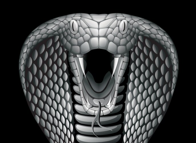 Cobra Vector Images (over 13,000)